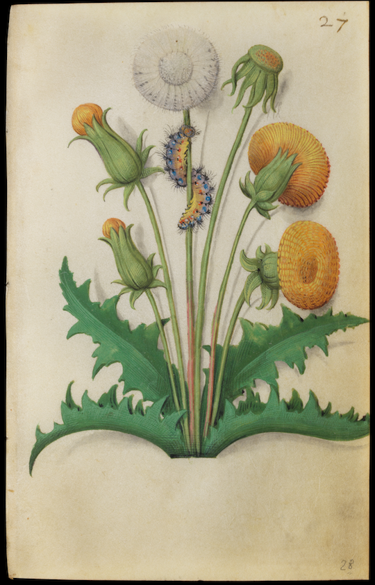 Dandelions in Art, Part 1 of 2~ | The Misty Miss Christy