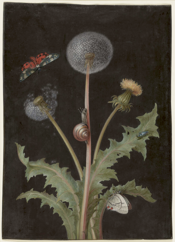 Dandelions in Art, Part 1 of 2~ | The Misty Miss Christy